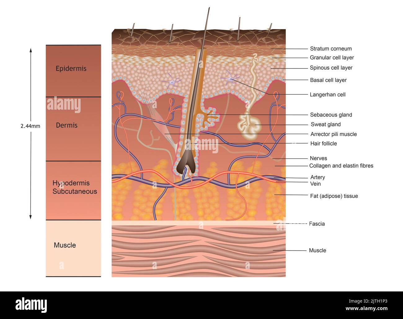 Skin anatomy, illustration Stock Photo - Alamy