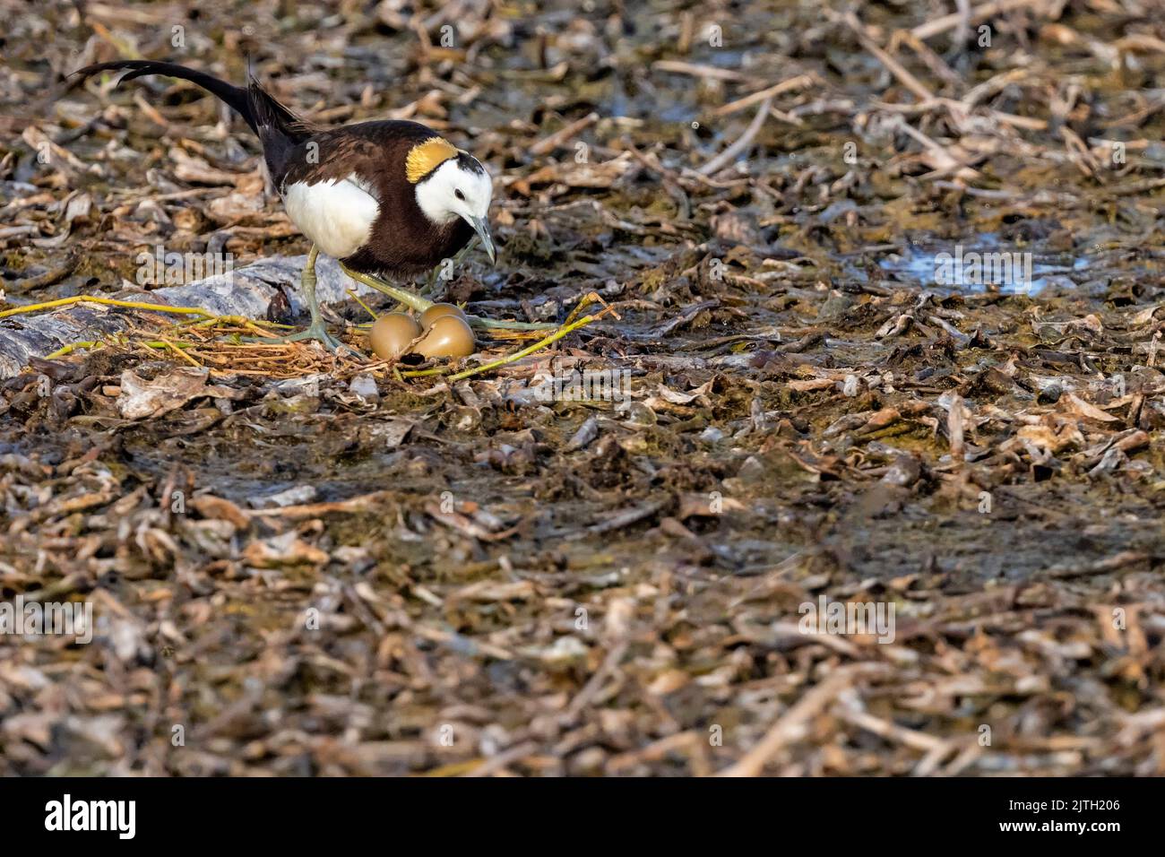 Pheasant-tailed jacana at its nest Stock Photo - Alamy