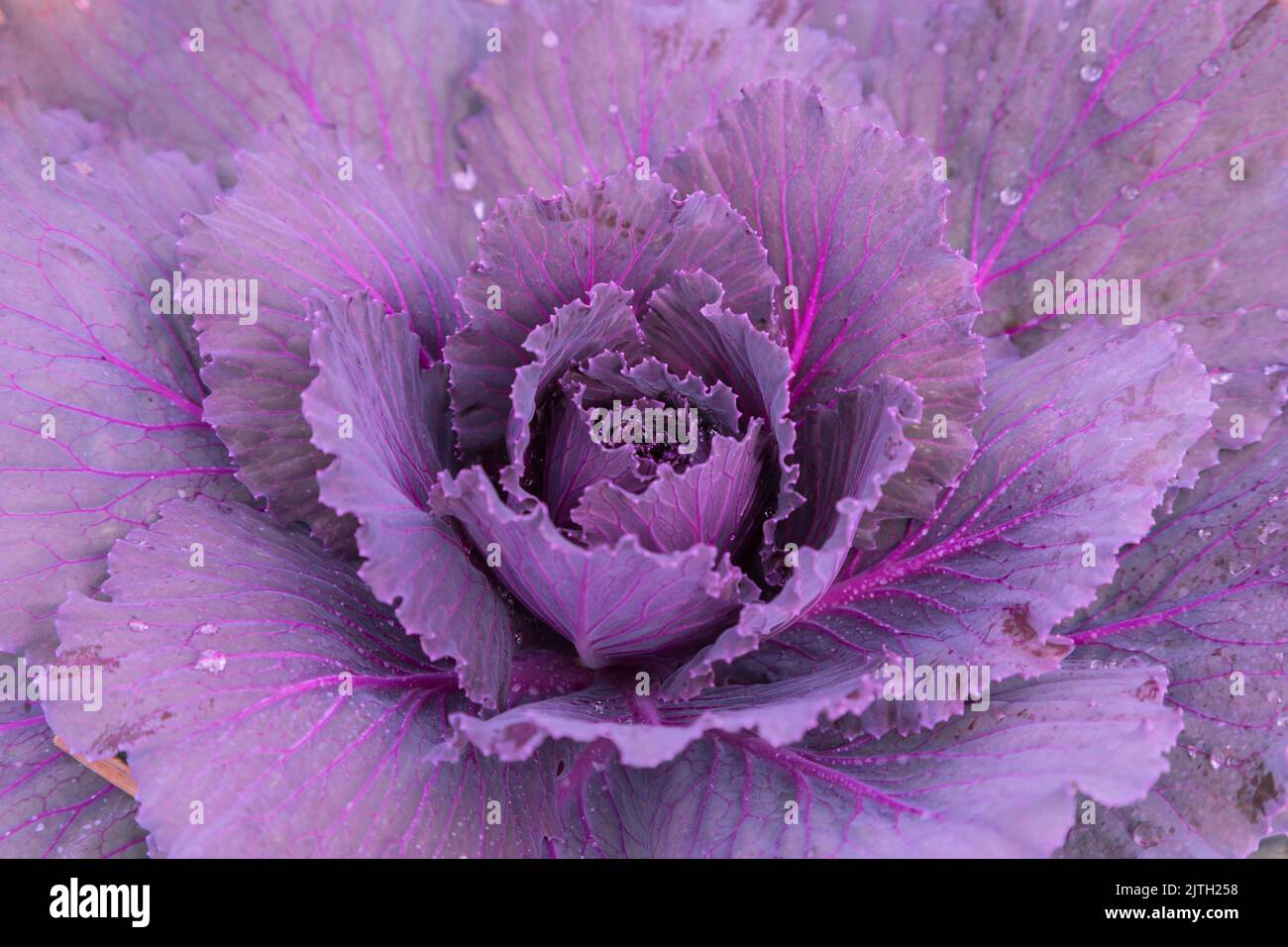 Close up of a leafy red cabbage plant growing in a garden Stock Photo ...