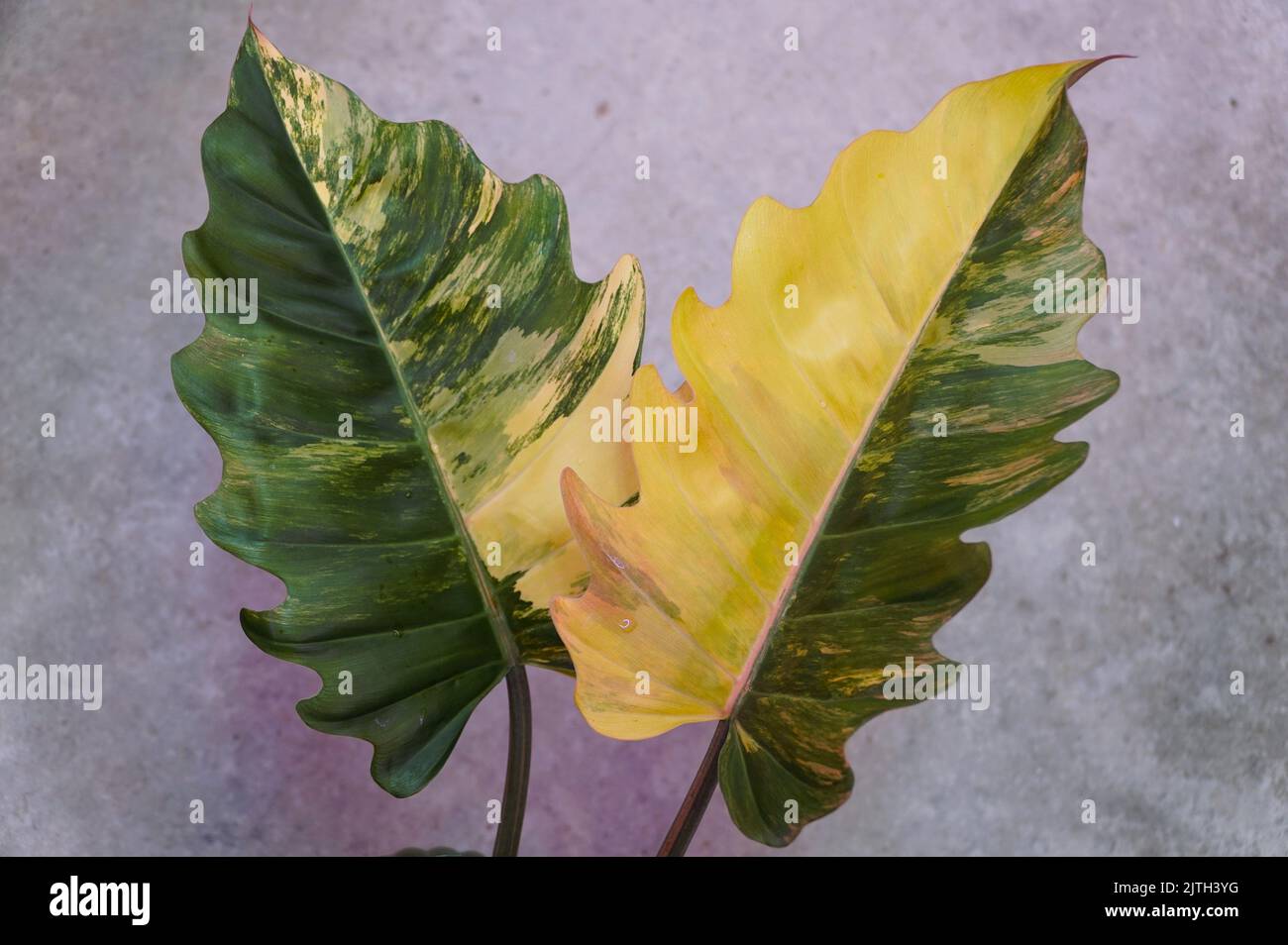 Stunning color and variegated leaves of Philodendron Caramel Marble, a ...