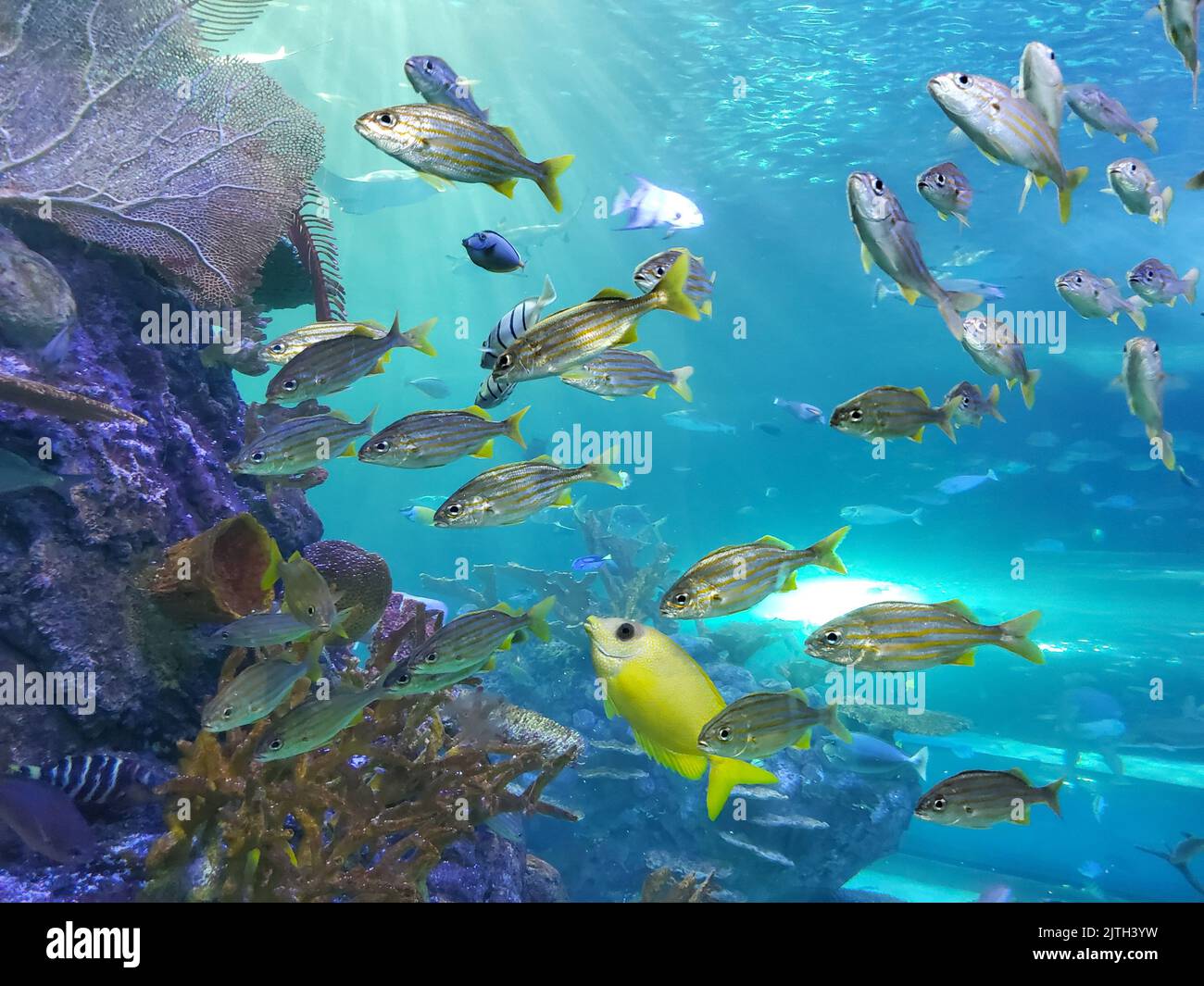 The bottom view of a school of fish inside a large aquarium Stock Photo ...