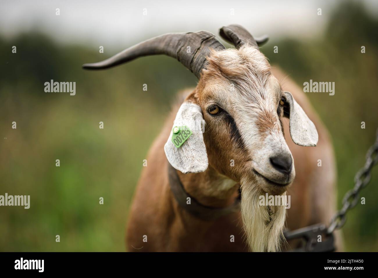 local agriculture, farmer's day on october 12. pet, goat for milk and ...