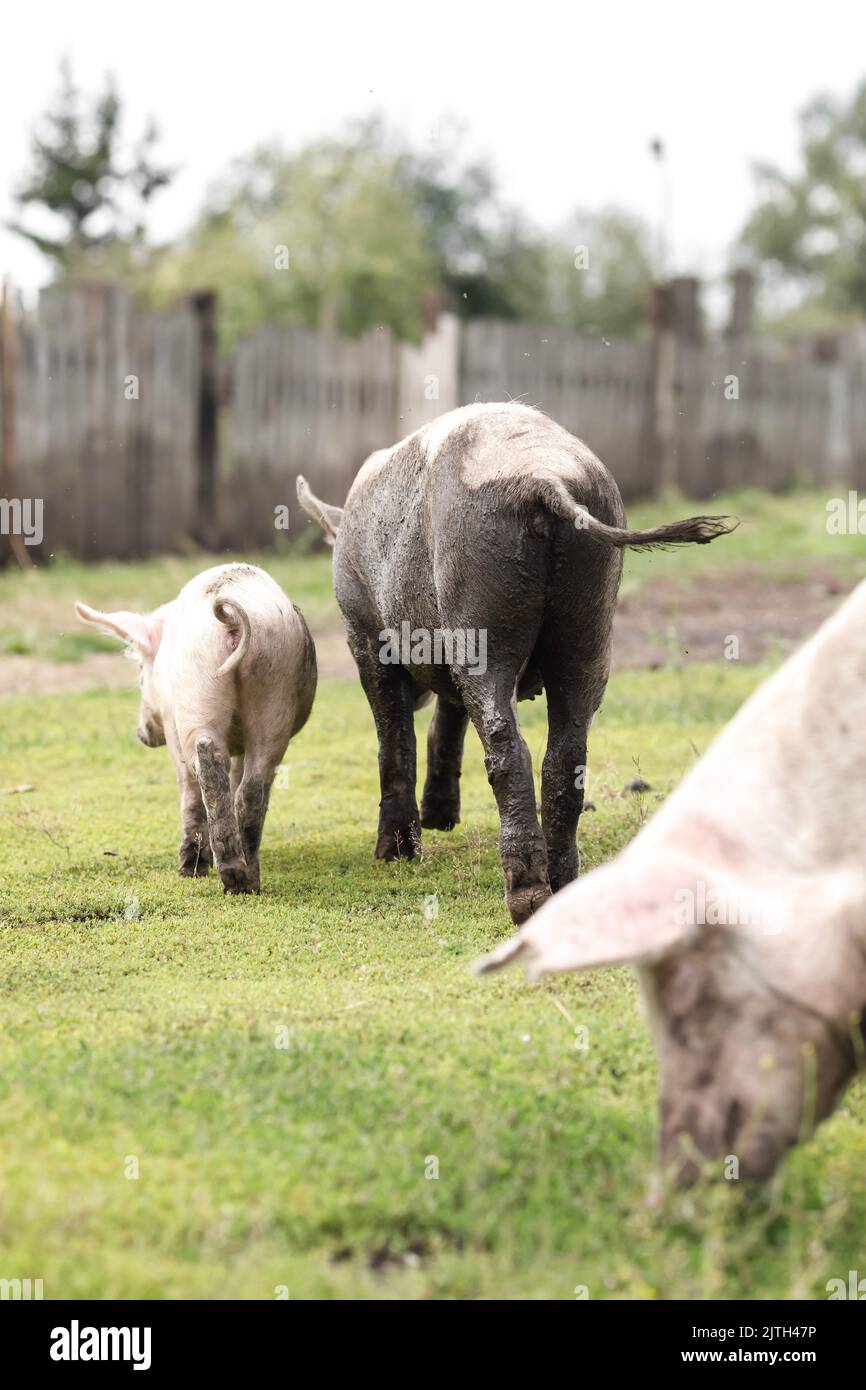 local agriculture, farmer's day 12 october. the pig walks, natural ...