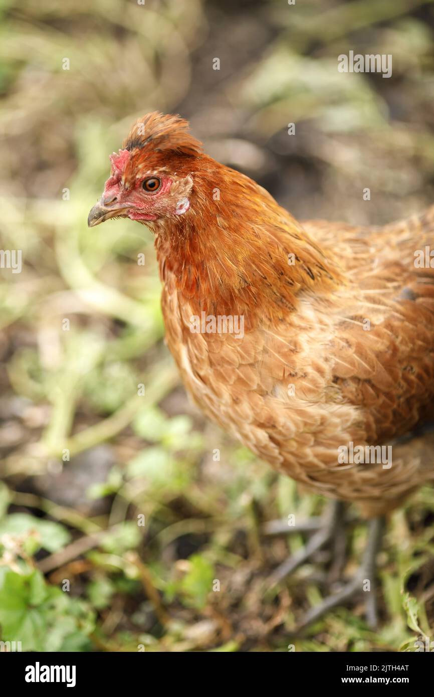 local agriculture, farmer's day on october 12. poultry, chickens and ...