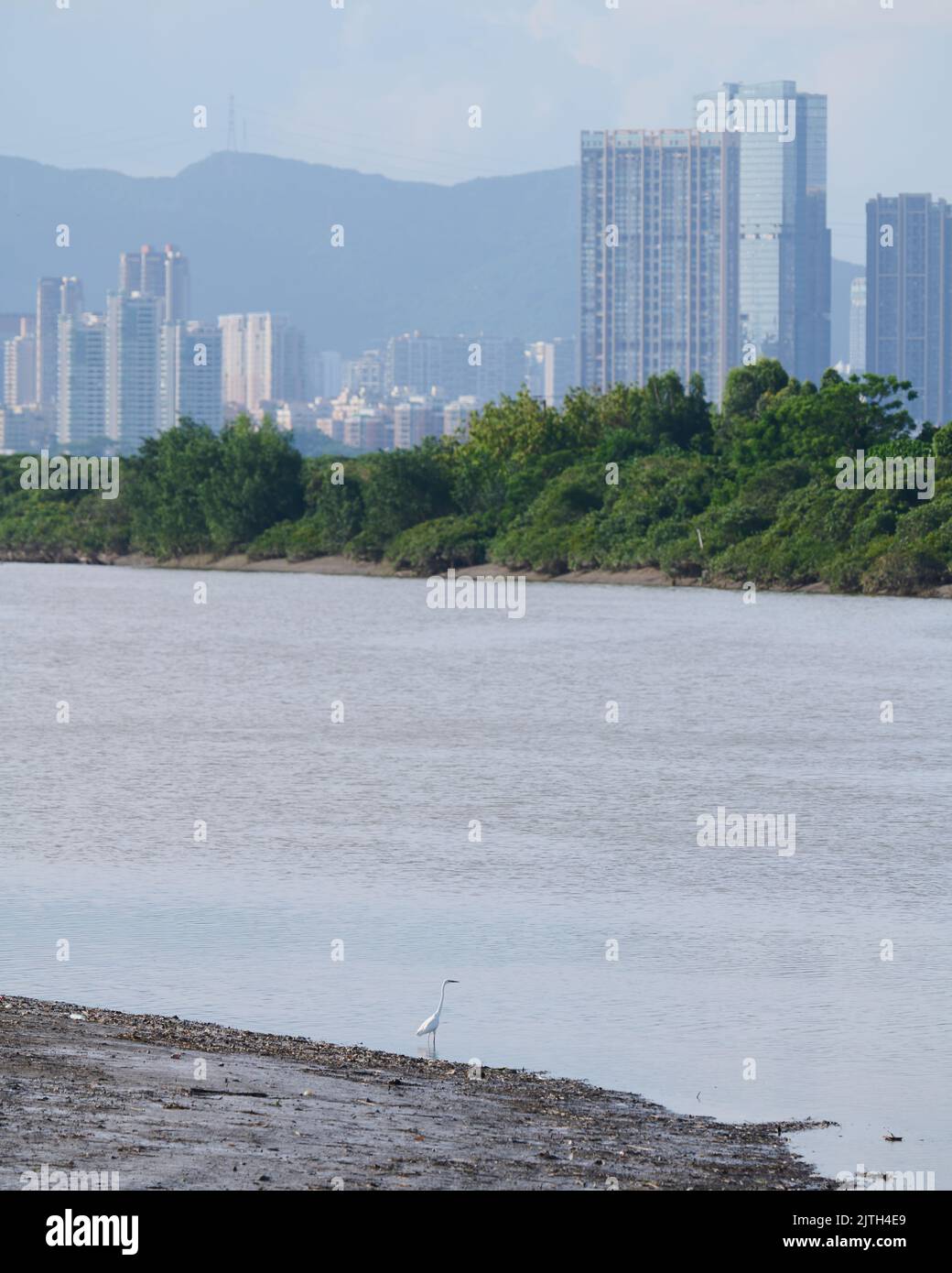 A vertical shot of Shan Pui river surrounded by trees and buildings in ...