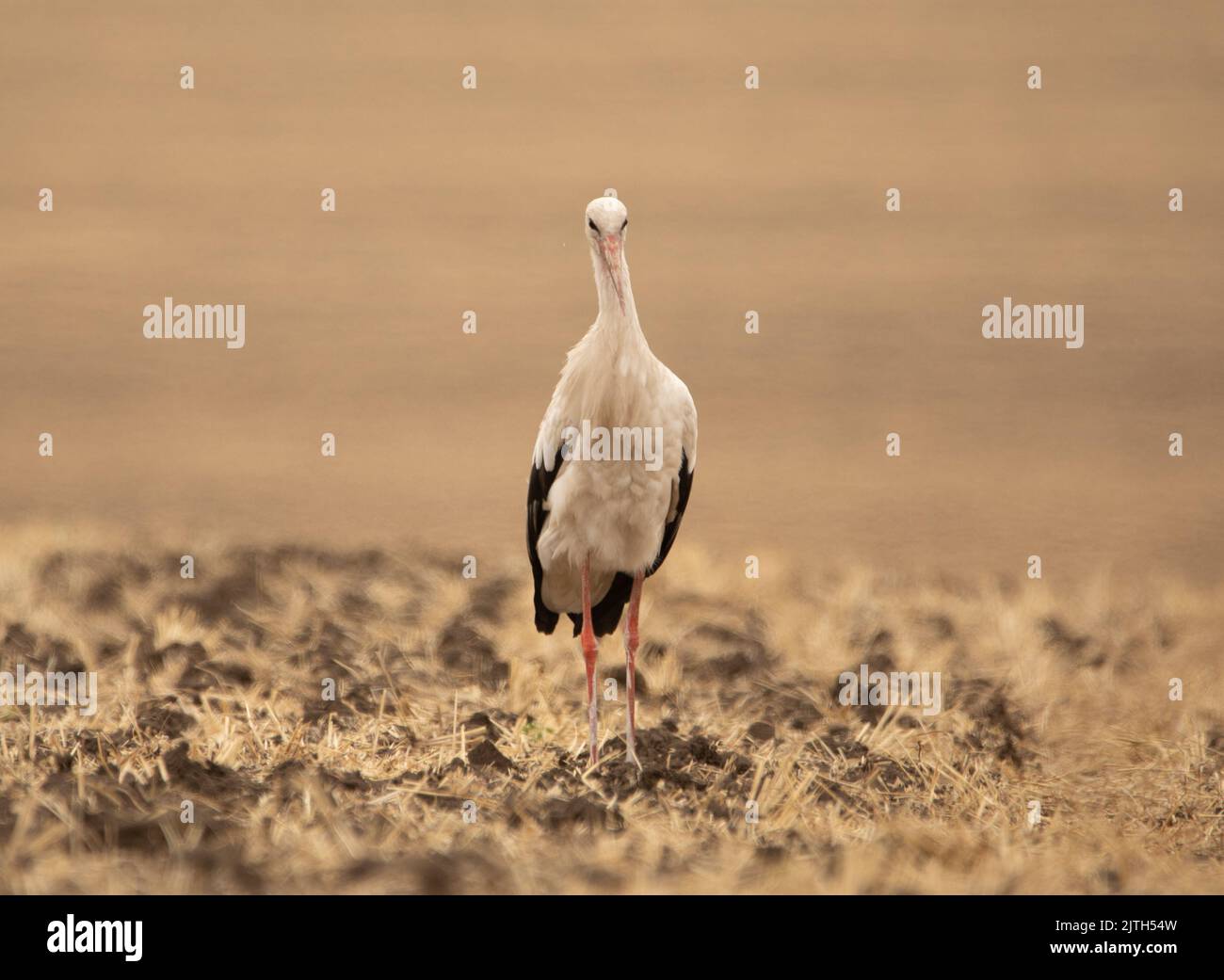 A stork on a mowed field, eats rodents and other pests. A rare bird ...
