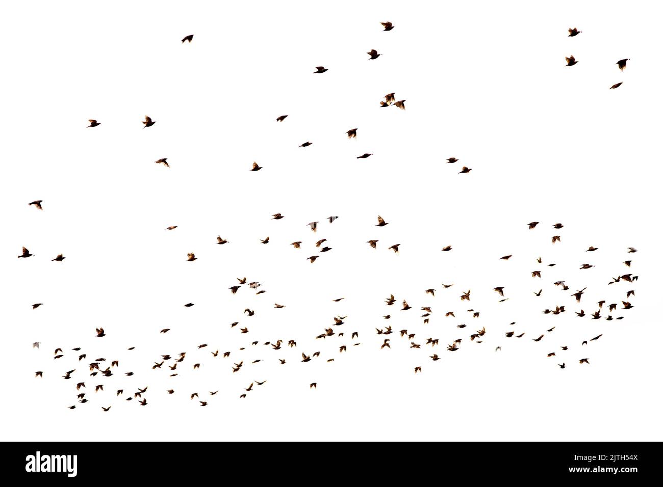 Flock pigeons birds fly Cut Out Stock Images & Pictures - Alamy