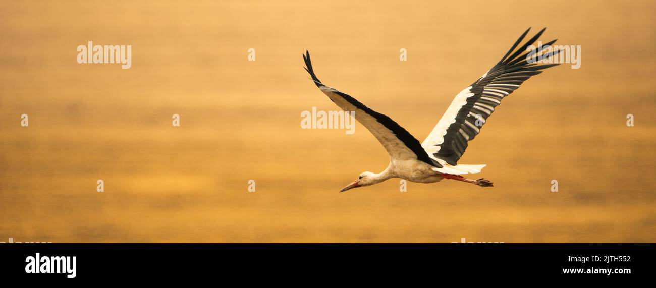 A stork on a mowed field, eats rodents and other pests. A rare bird ...