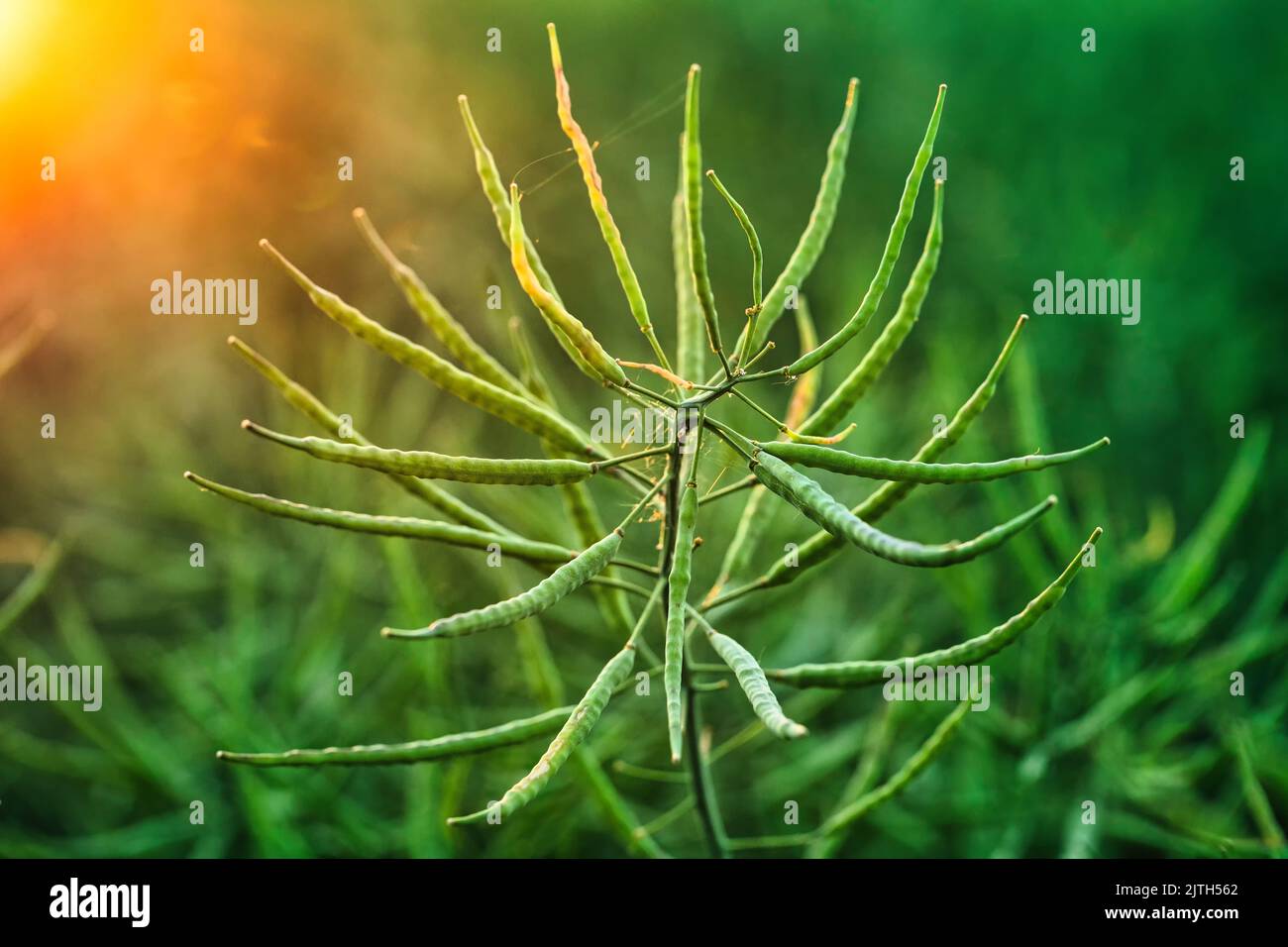Rapeseed seed pods, close up Stems of rapeseed, Green Rapeseed field ...