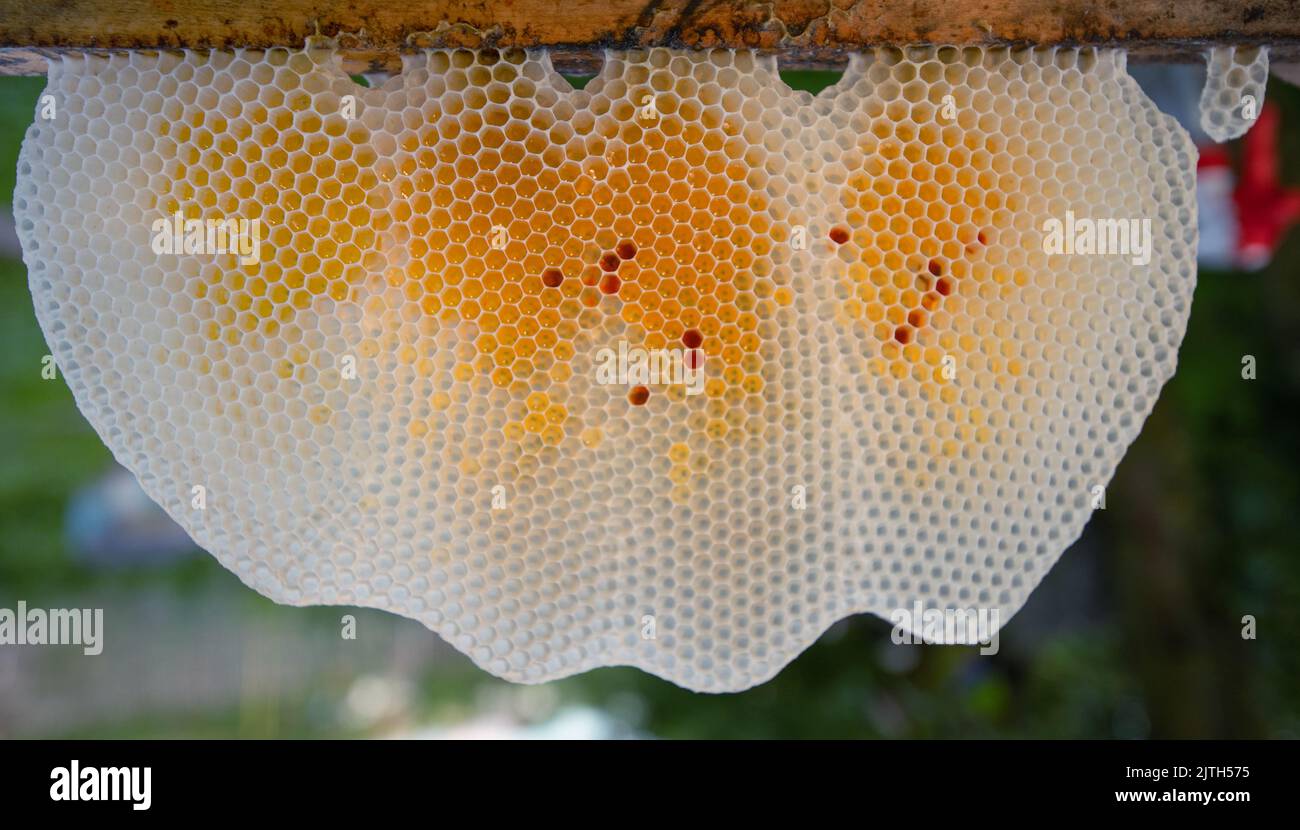 Honeycombs are built without human intervention. Abstract natural ...
