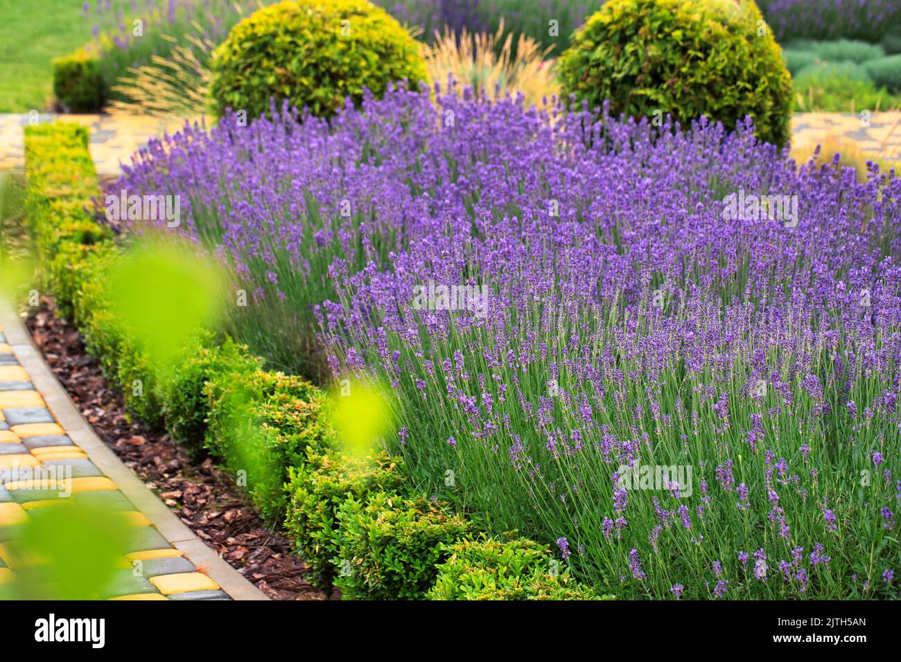 Lavender flowers on a flower bed near the house. Landscape design of a ...