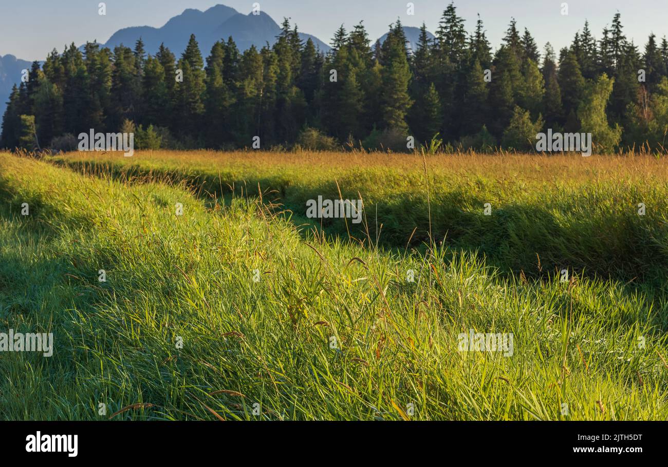 Beautiful natural landscape of meadow with green tree for summer ...