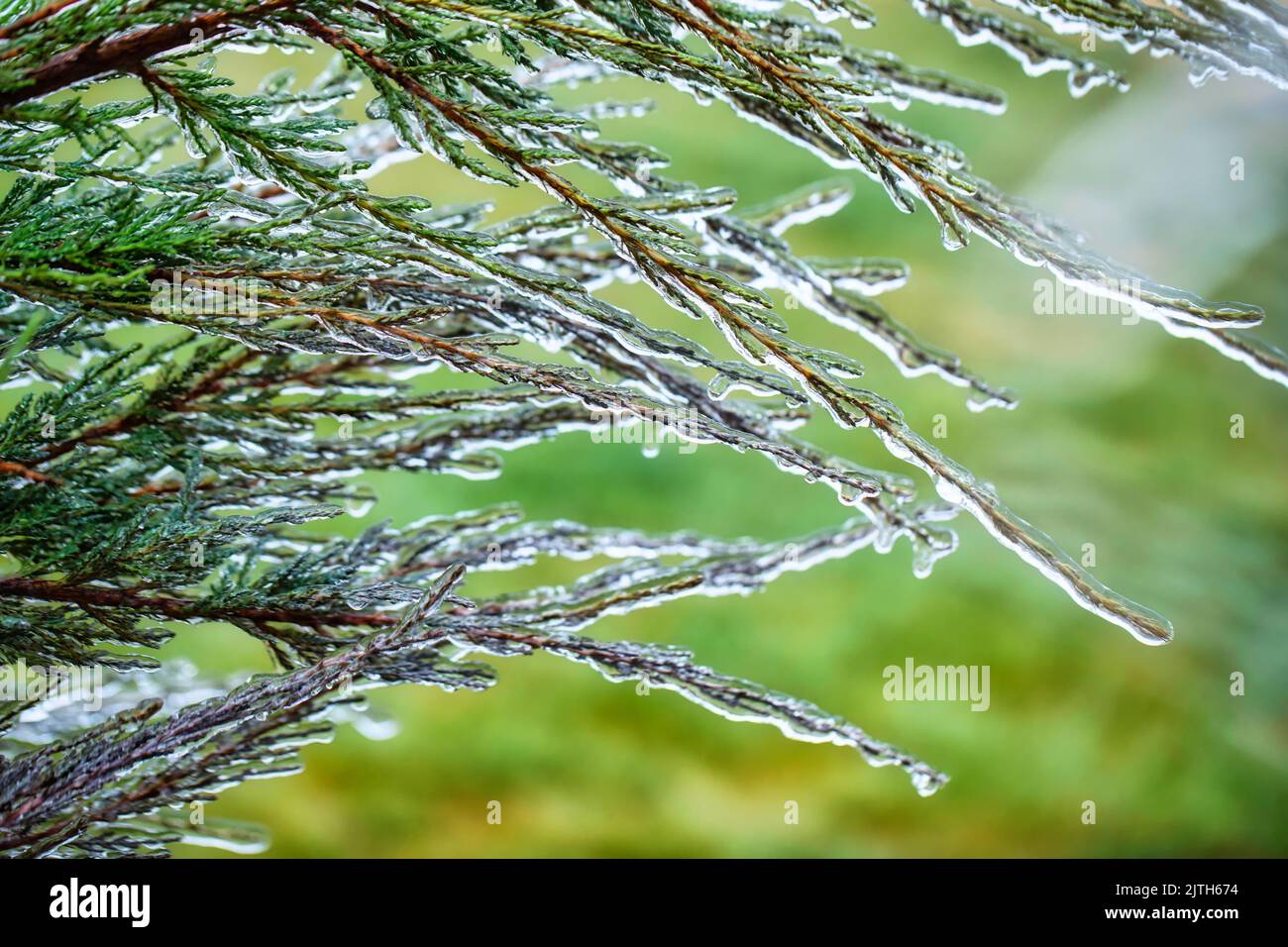 A green branch of a spruce is covered with ice. Frostbite during rain ...