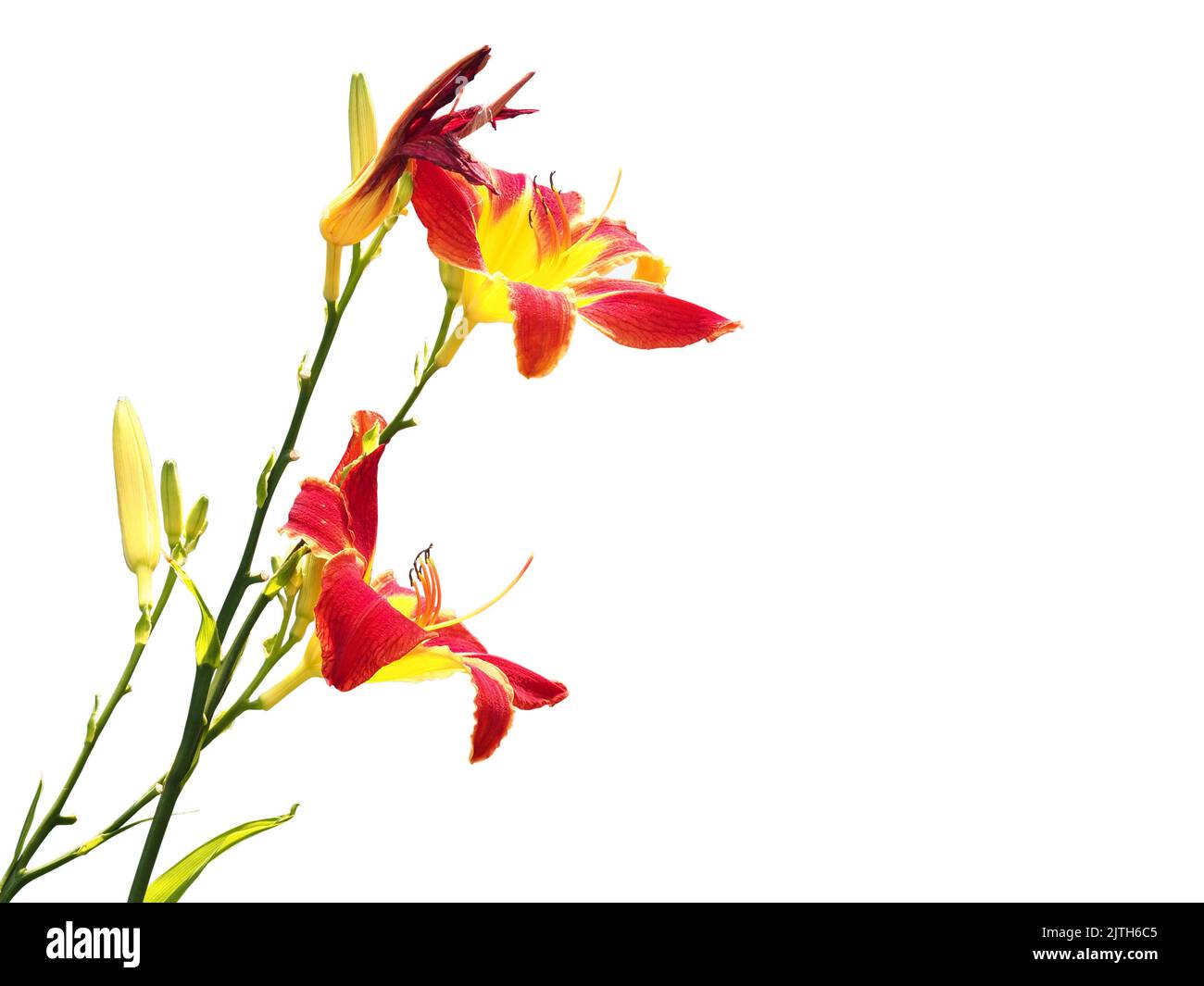 Hemerocallis fulva flower isolated on white background Stock Photo - Alamy