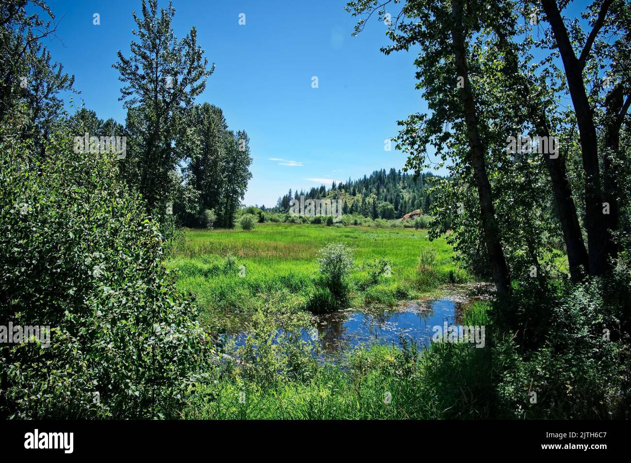 Landscape swamp swamp near hi-res stock photography and images - Alamy