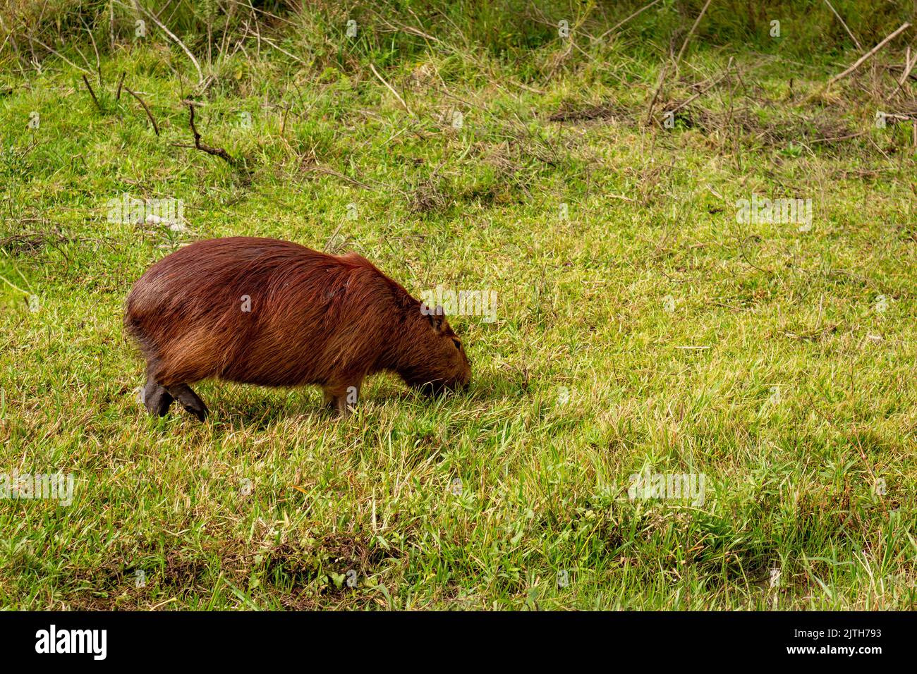 beautiful capybara with brown fur eating grass. Friendly rodent animal ...
