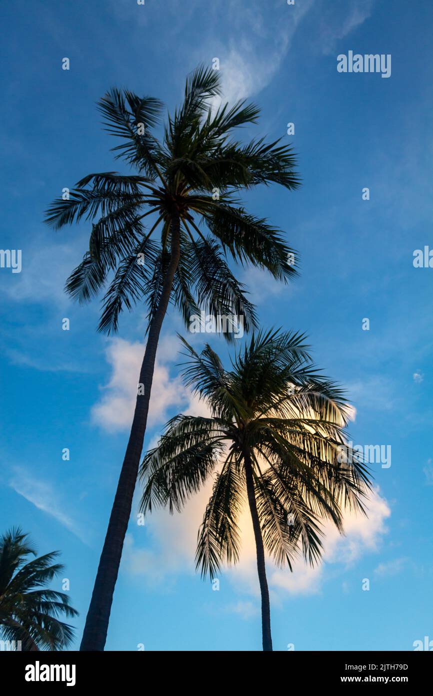 Two coconut palm trees with their huge heads blowing in the wind Stock ...
