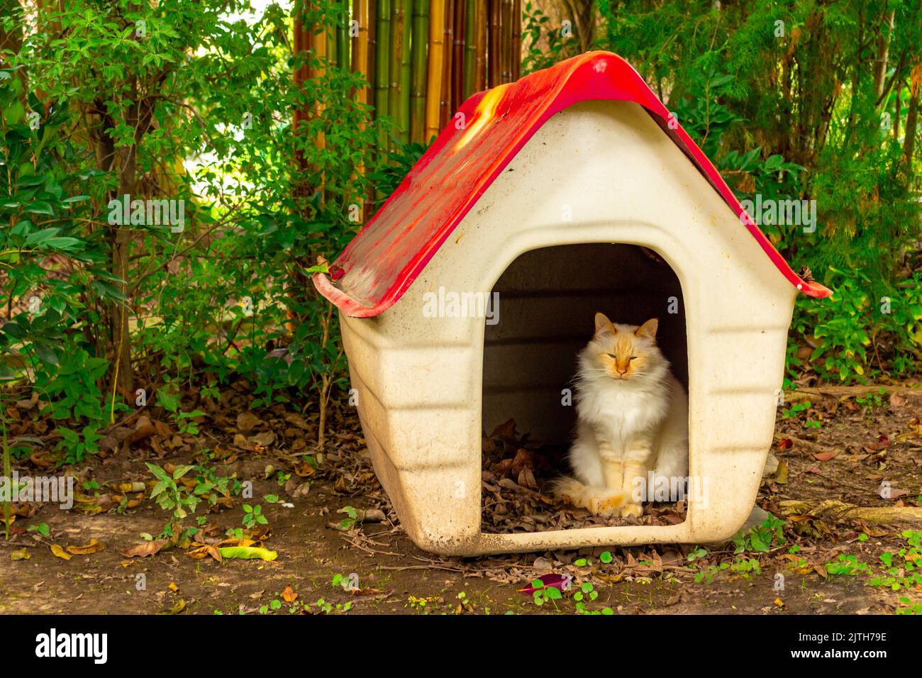 White cat in a dog bed in the park. The cat who thought he was a dog ...