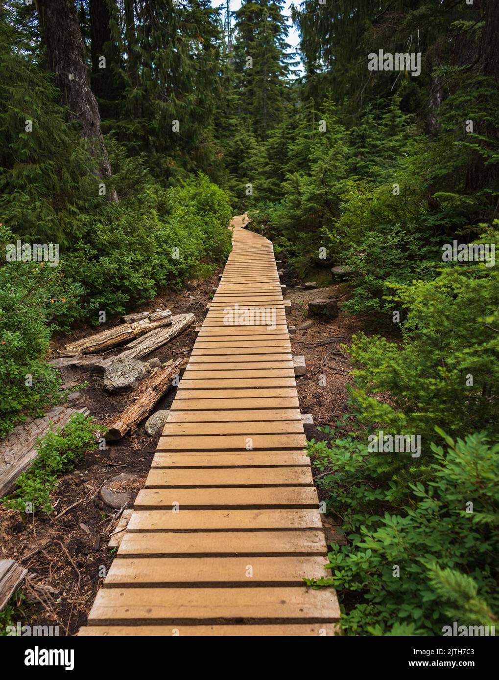 Footpath through dense forest hi-res stock photography and images - Alamy