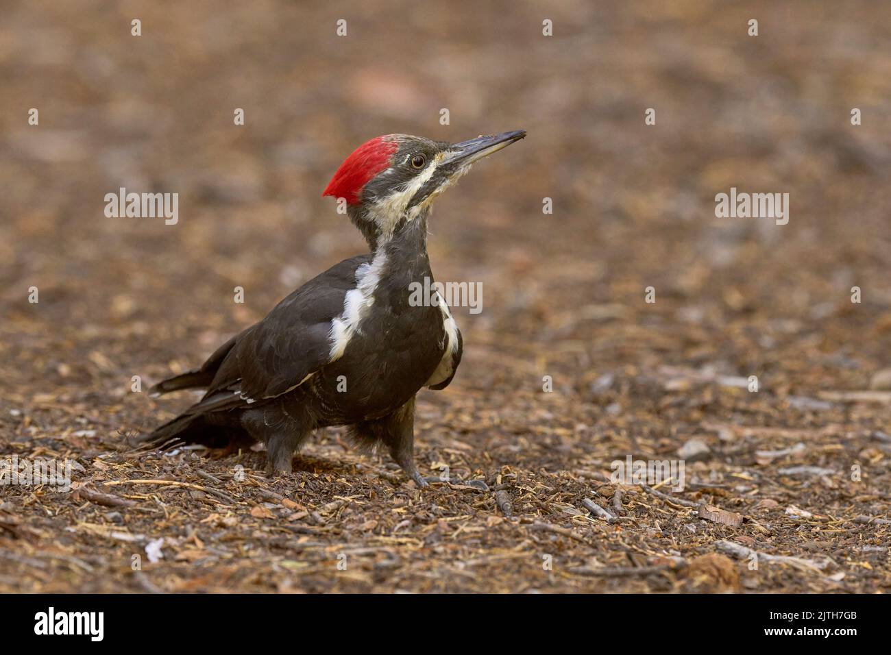 Pileated woodpeckers hi-res stock photography and images - Alamy