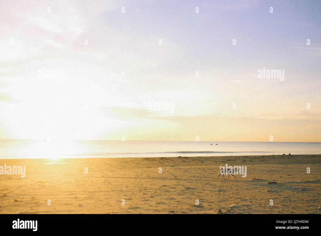 Dog out early morning hi-res stock photography and images - Alamy