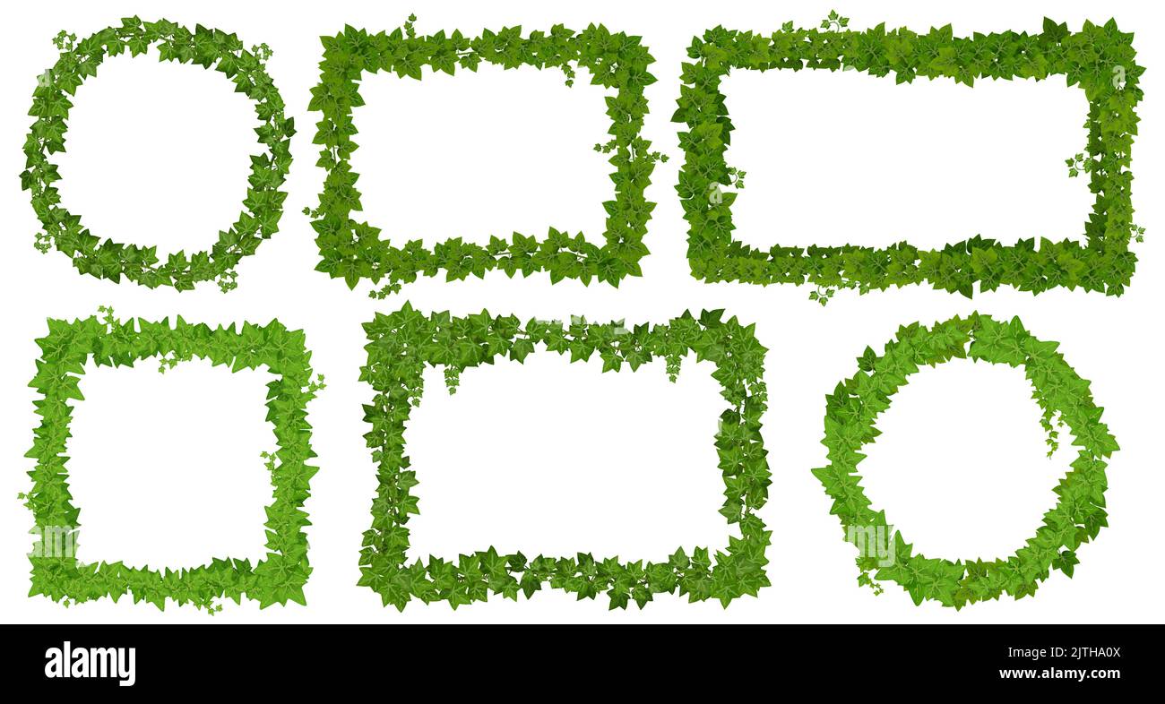 Ivy frames, green leaves on lianas and jungle tropical vine borders ... Ivy frames, green leaves on lianas and jungle tropical vine borders ...
