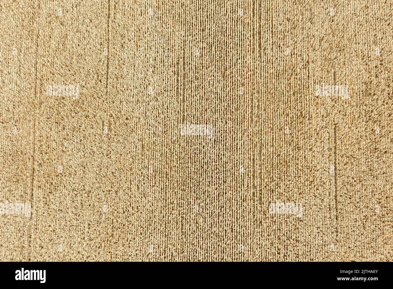 aerial top view of a ripe wheat field at sunny day. agricultural ...