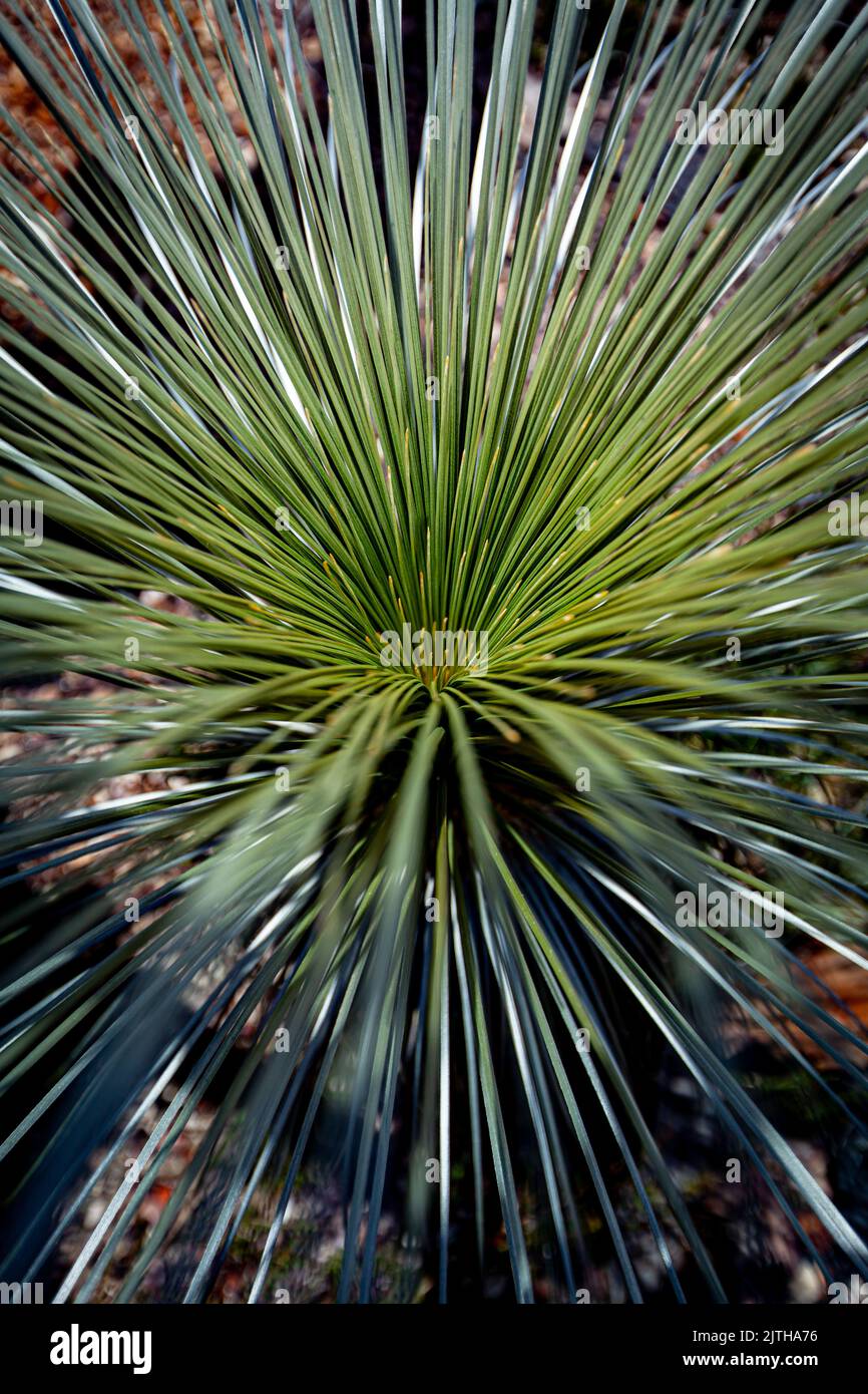 Australian native palm hi-res stock photography and images - Alamy