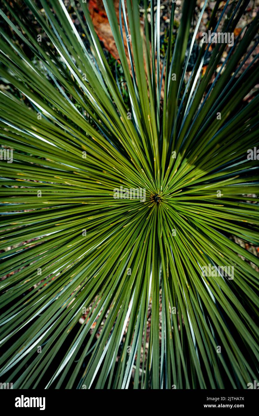 Australian native palm hi-res stock photography and images - Alamy