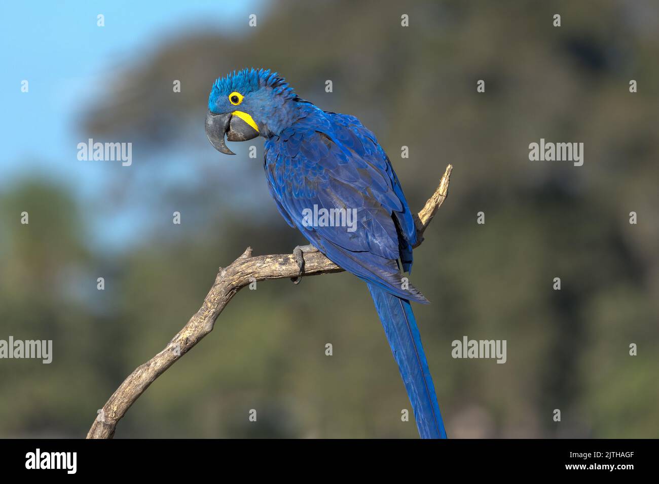 A bright blue Hyacinth Macaw (Anodorhynchus hyacinthinus) perched on a ...