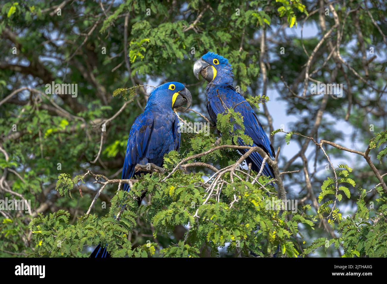 Two bright blue Hyacinth Macaws (Anodorhynchus hyacinthinus) perched in ...