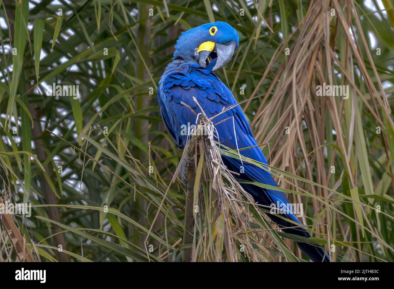 A bright blue Hyacinth Macaw (Anodorhynchus hyacinthinus) preening its ...