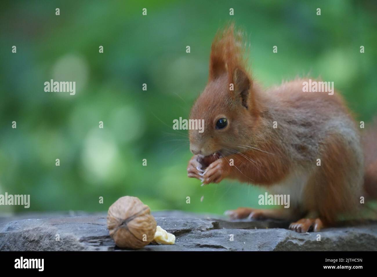 A selective focus of a squirrel side view standing on a branch with a ...