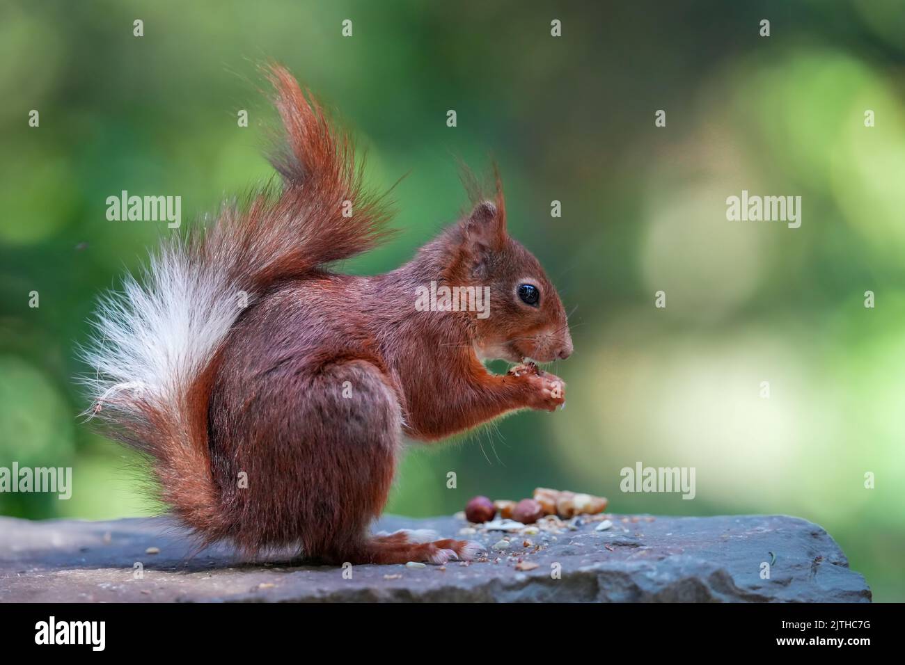 A selective focus of a squirrel side view eating nuts with the blurred ...
