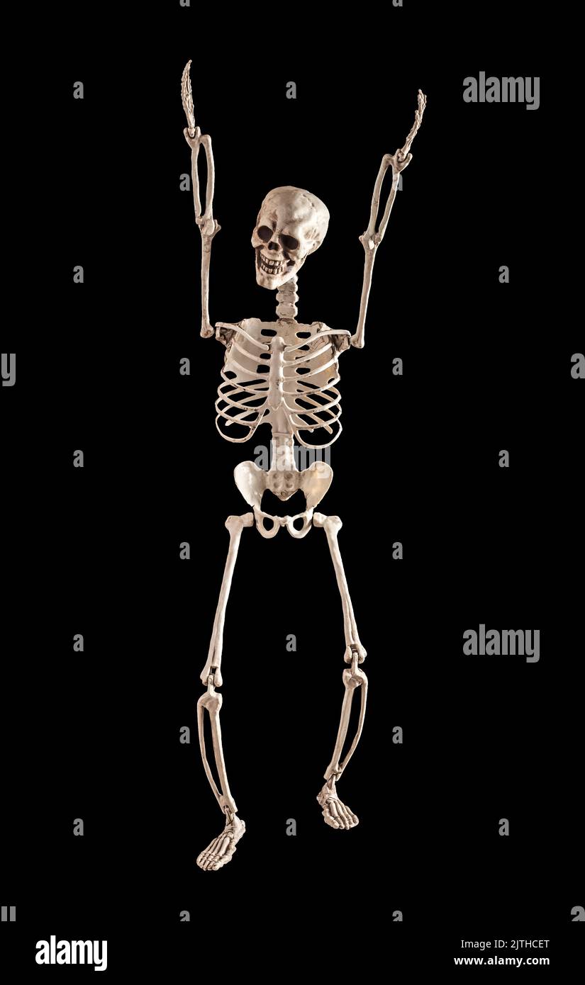 Human skeleton with raised arms. Halloween or anatomy study concept on ...