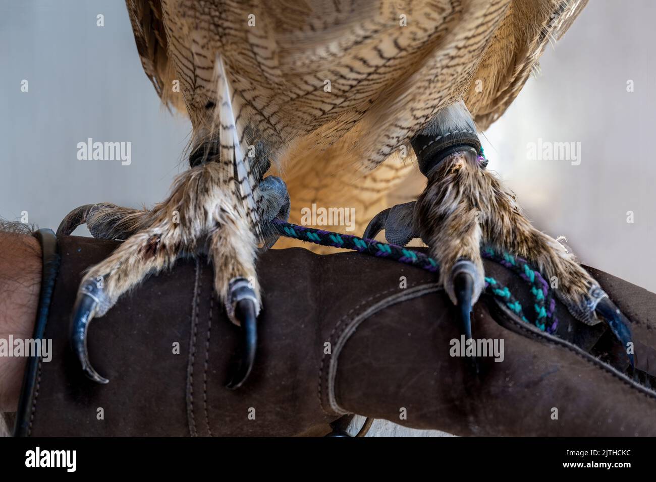 Eurasian eagle owl close up of talons, pearched on glove Stock Photo ...