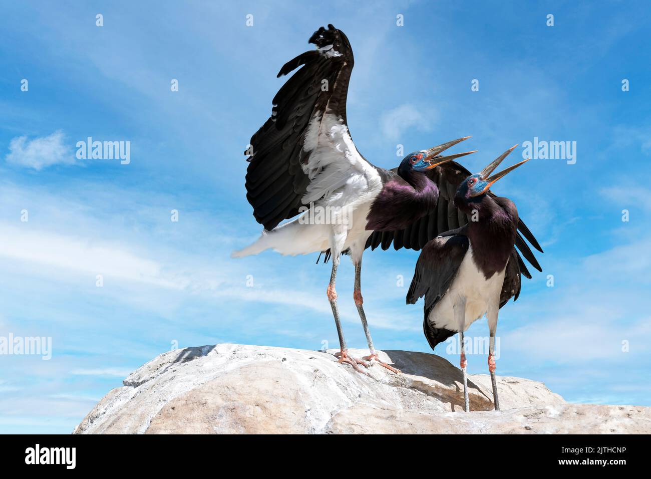 Stork good luck hi-res stock photography and images - Alamy