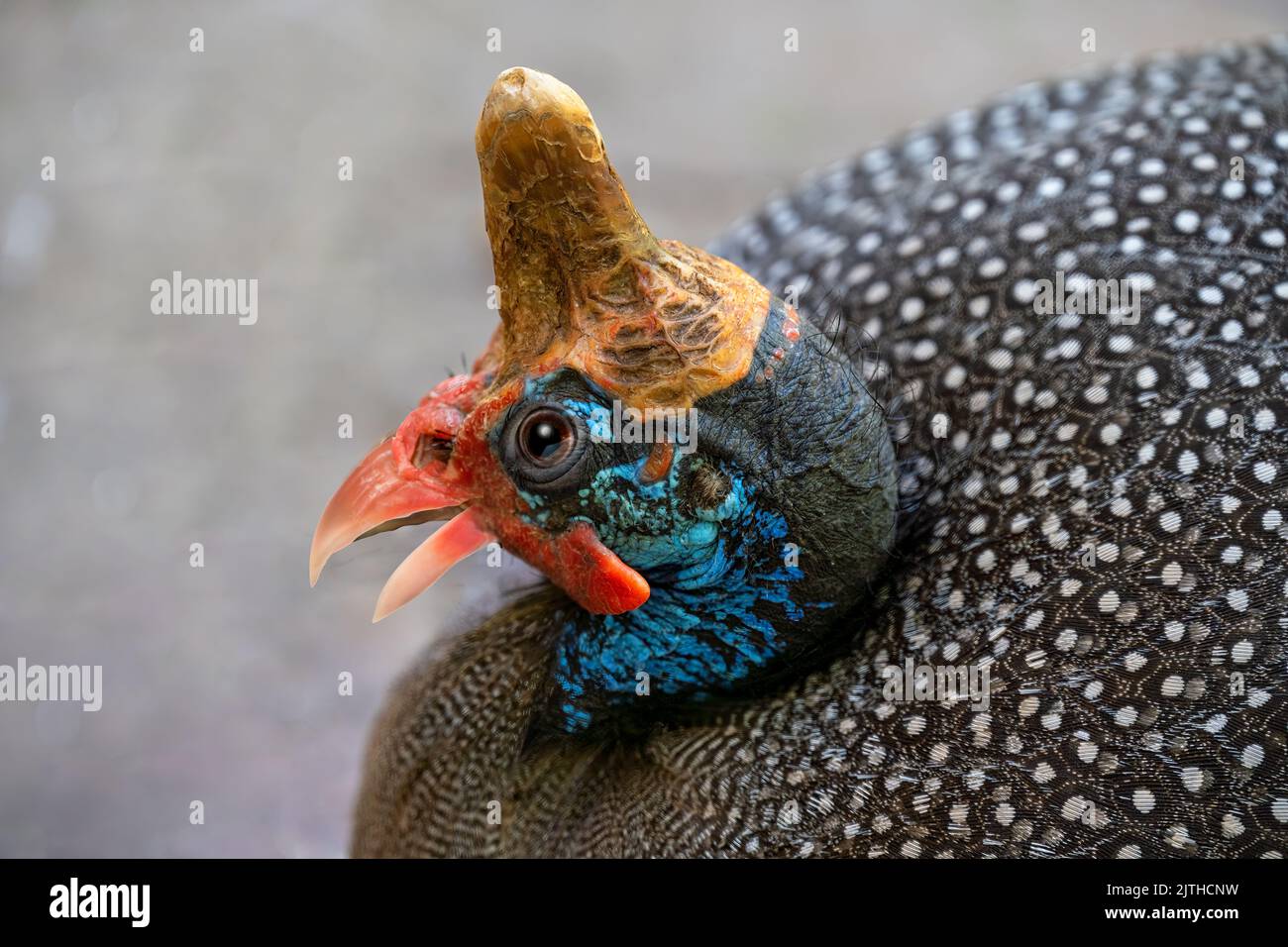 Helmeted Guinea fowl (numida meleagris) closeup of head, isolated Stock ...