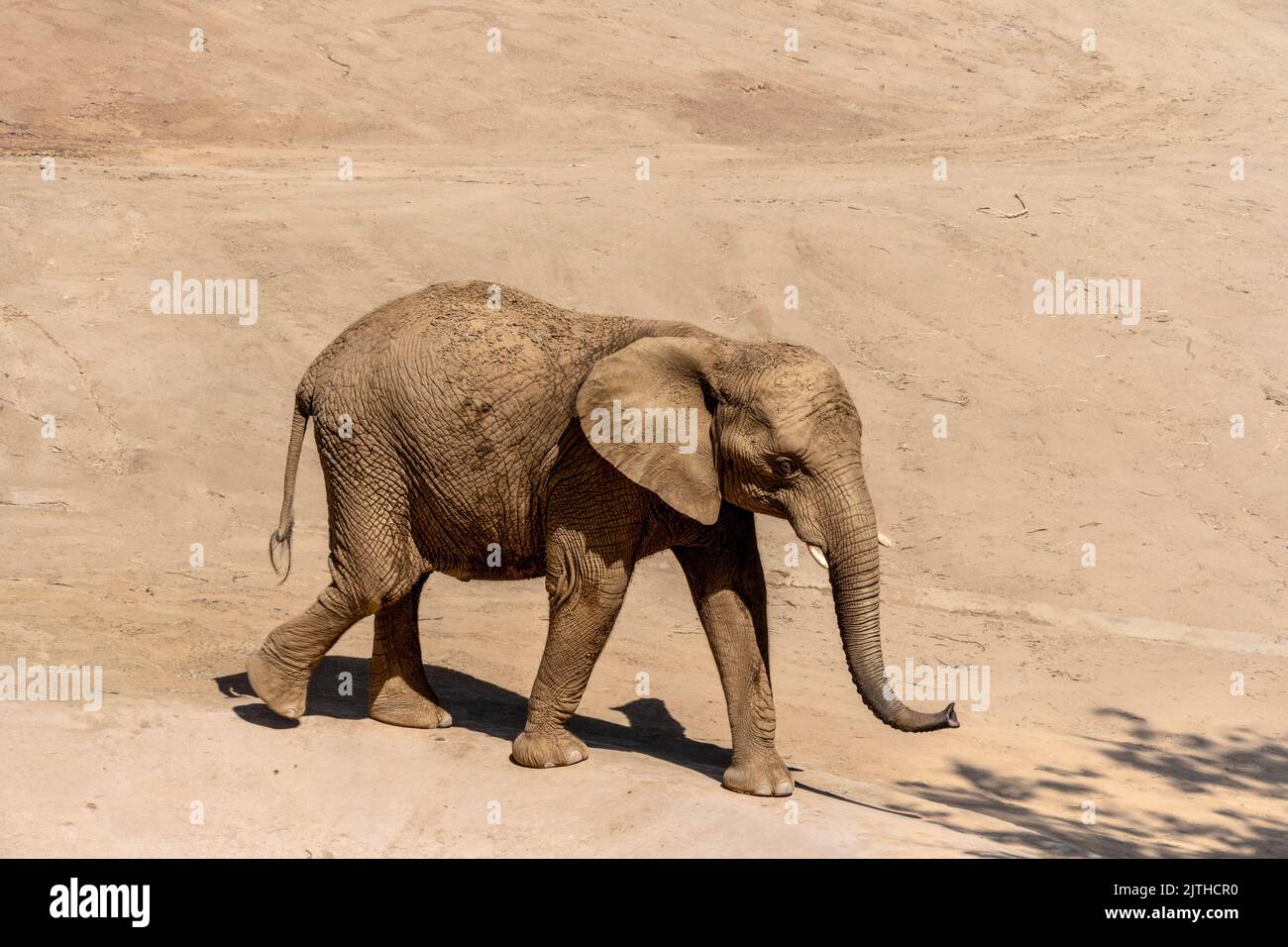 baby African elephant walking. Copy space Stock Photo - Alamy