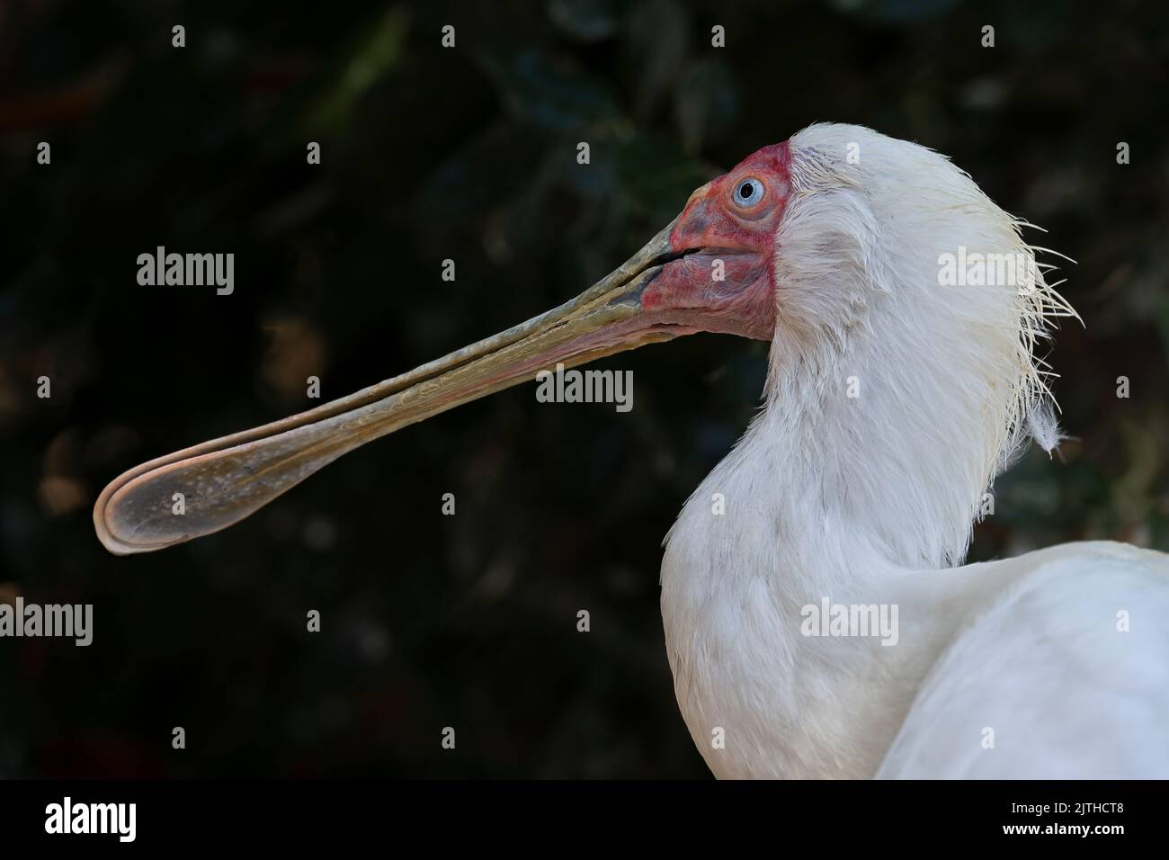 African spoonbill platalea alba portrait hi-res stock photography and ...