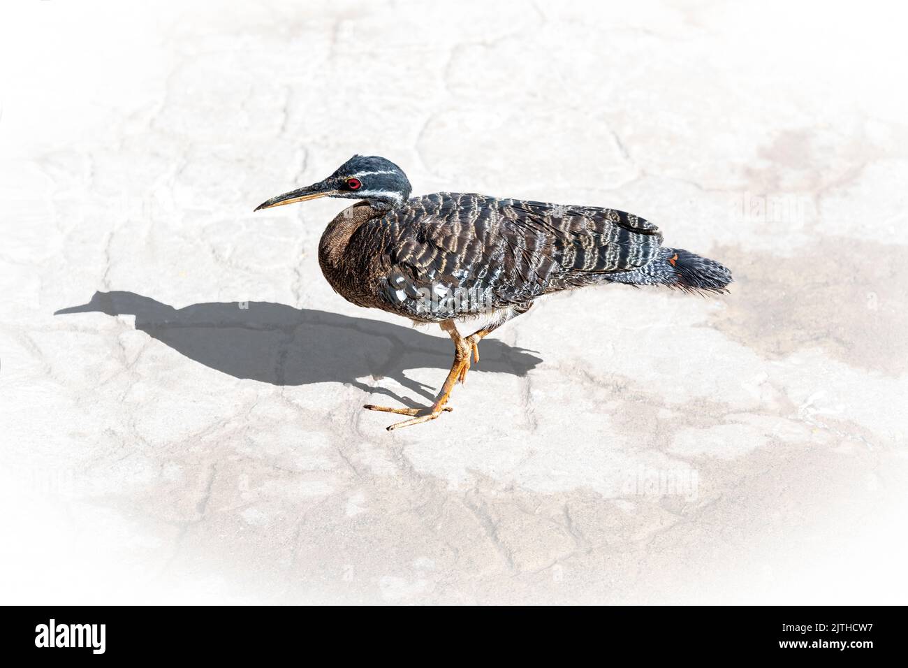 Sunbittern bird (Eurypyga helias) walking along a path. Range ...