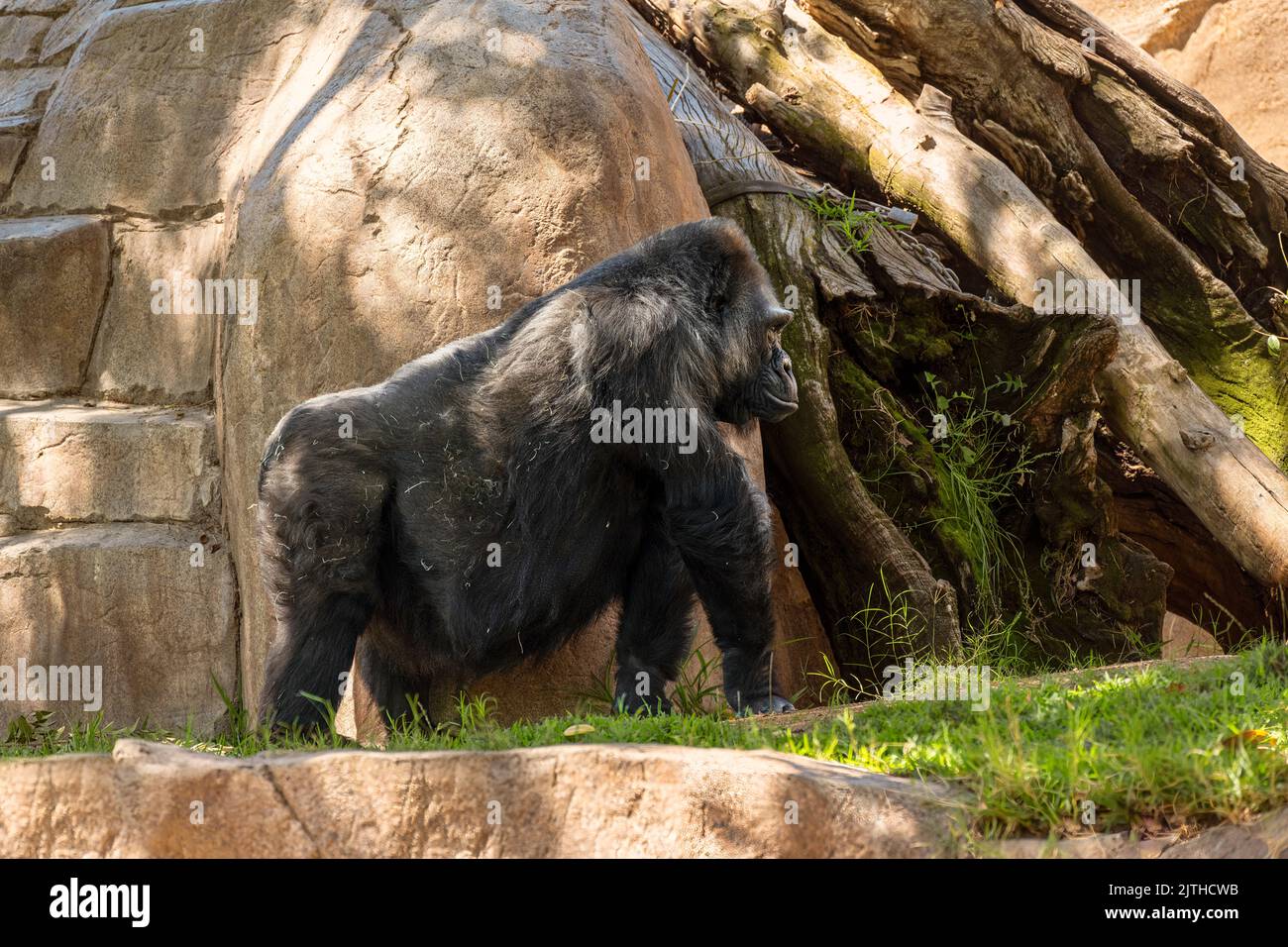 Silverback gorilla walking in the grass. Western gorilla (gorilla ...