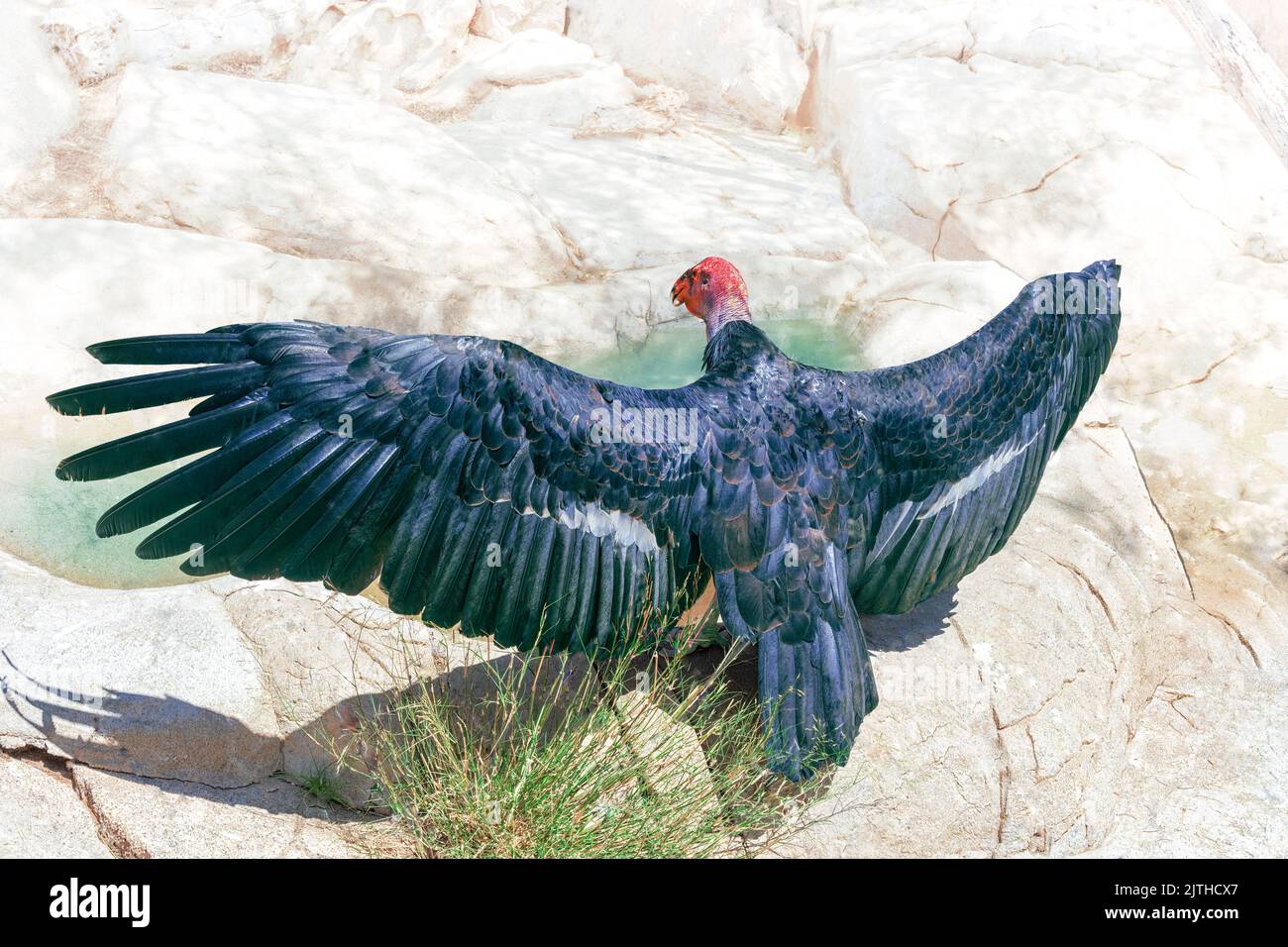California condor bird (Gymnogyps californianus) on a rock in front of ...
