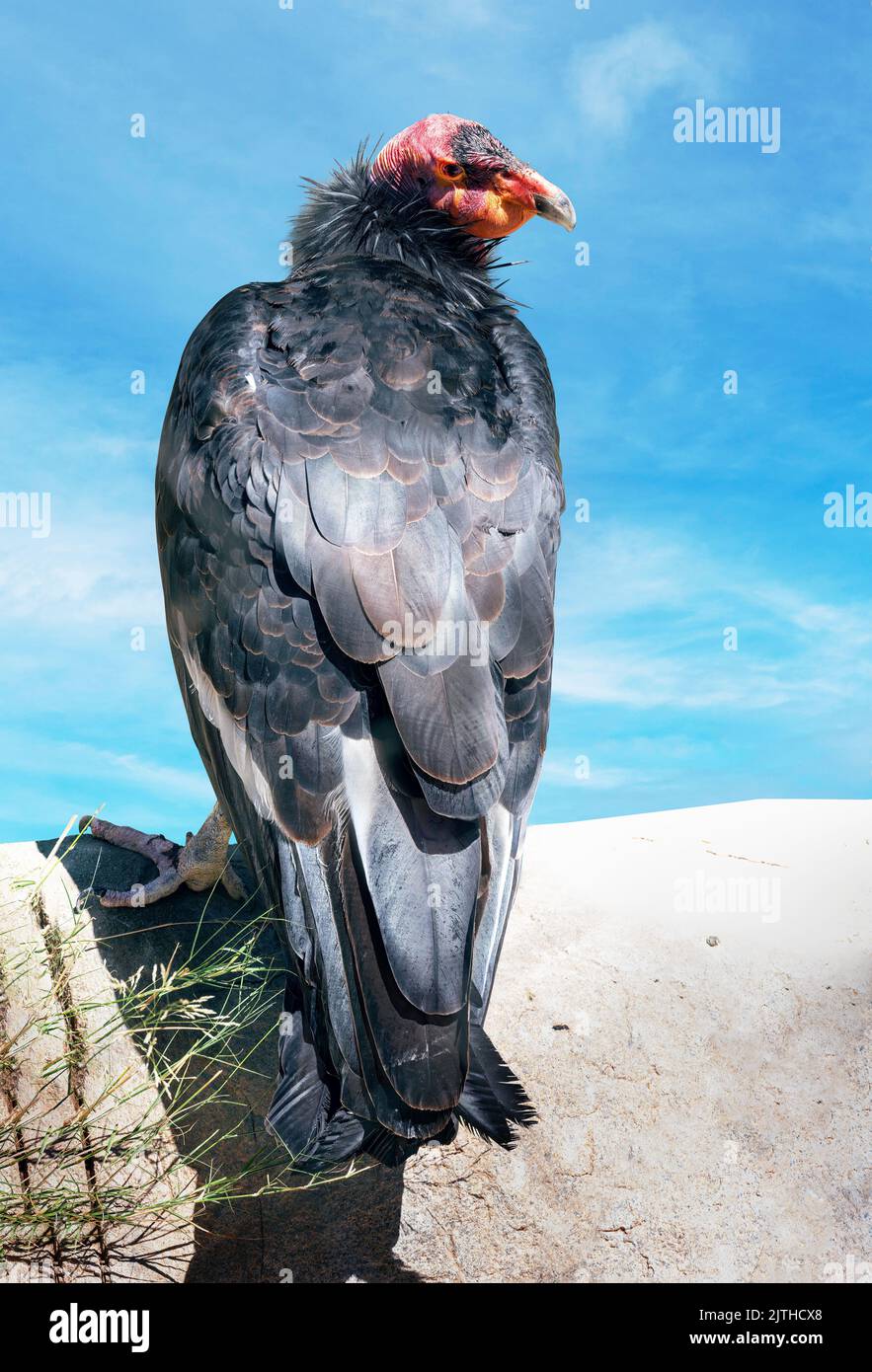 California condor large raptor hi-res stock photography and images - Alamy