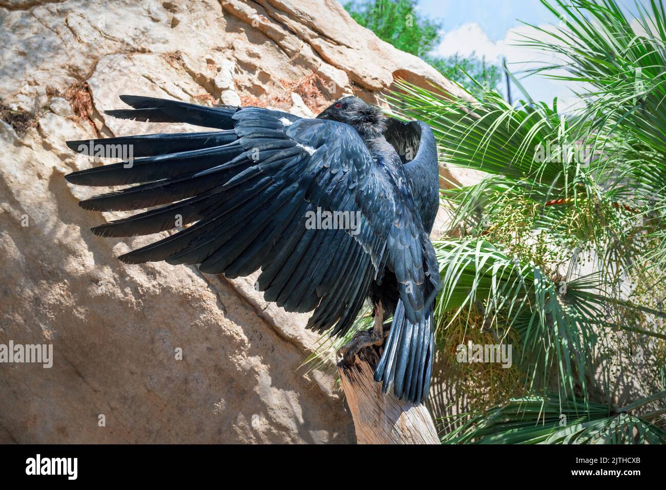 California condor tree hi-res stock photography and images - Alamy