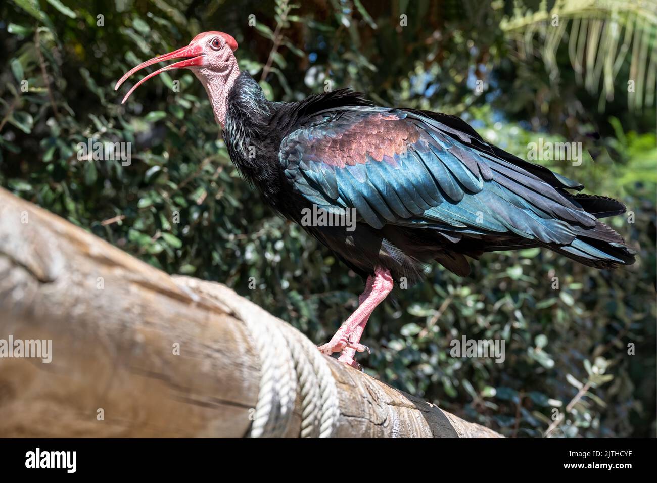 Black southern bald ibis hi-res stock photography and images - Alamy