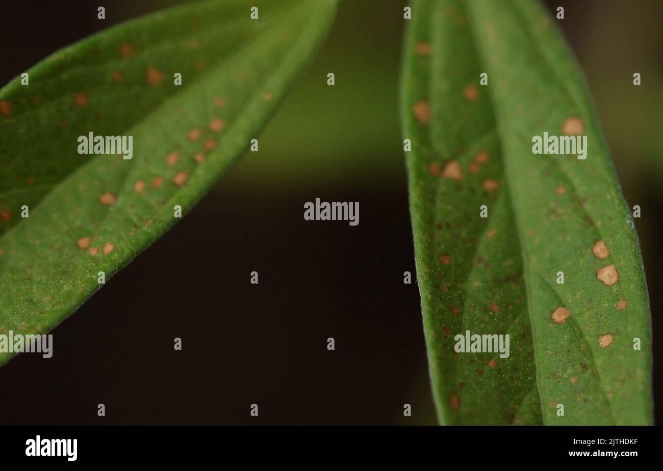 Ozone damage to leaf hi-res stock photography and images - Alamy
