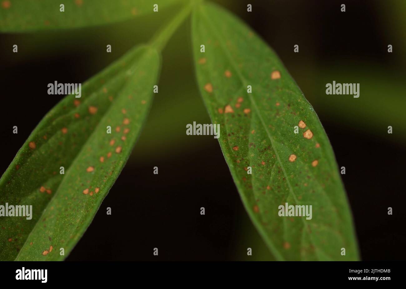 Ozone damage to leaf hi-res stock photography and images - Alamy