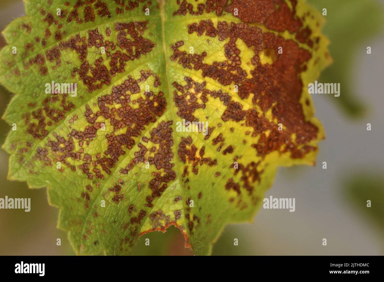 Ozone damage to leaf hi-res stock photography and images - Alamy