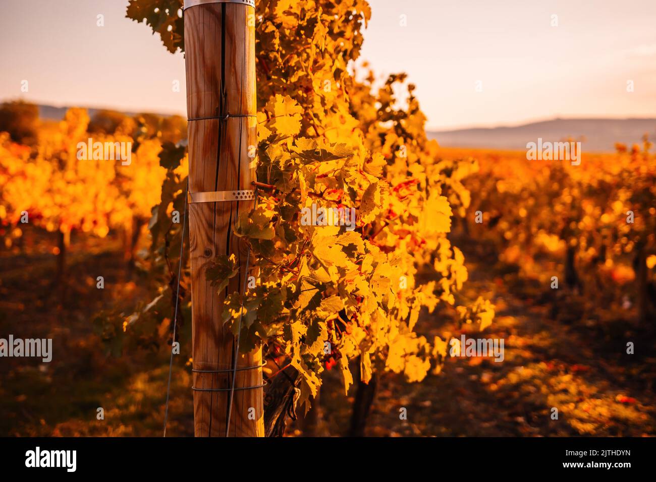 Bright autumn red orange yellow grapevine leaves at vineyard in warm ...